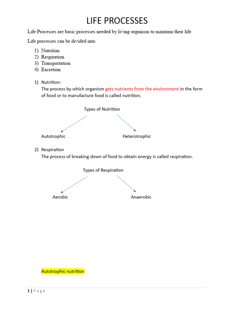 Life Processes | PDF | Nutrition | Diet & Nutrition