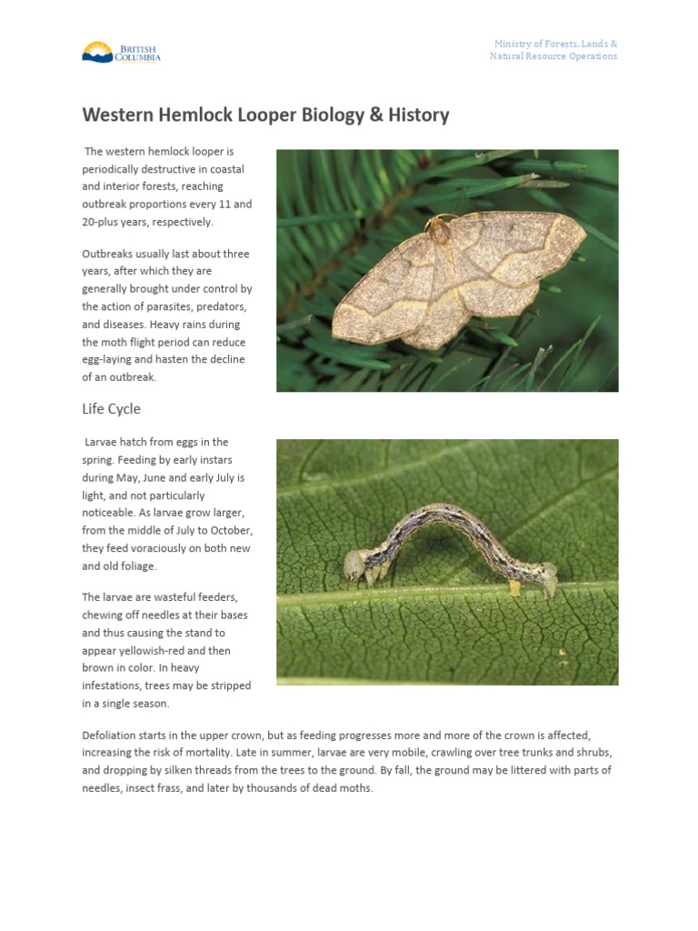 Western Hemlock Looper Biology | PDF