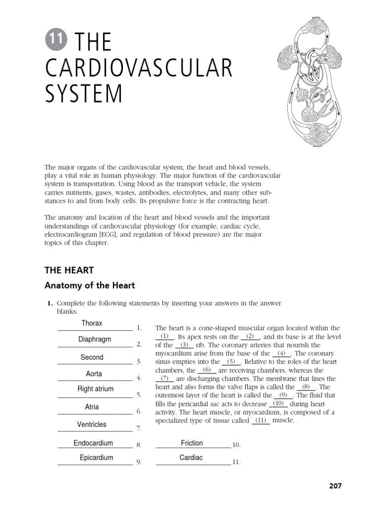Cardiovascular System | PDF | Heart Valve | Heart