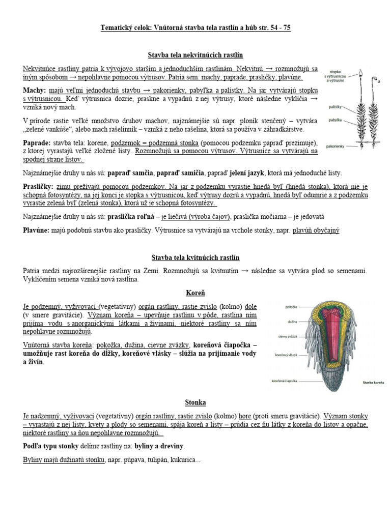 TC VnÃºtornÃ¡ Stavba Tela Rastlã N A Hãºb, Str. 54 - 75 | PDF