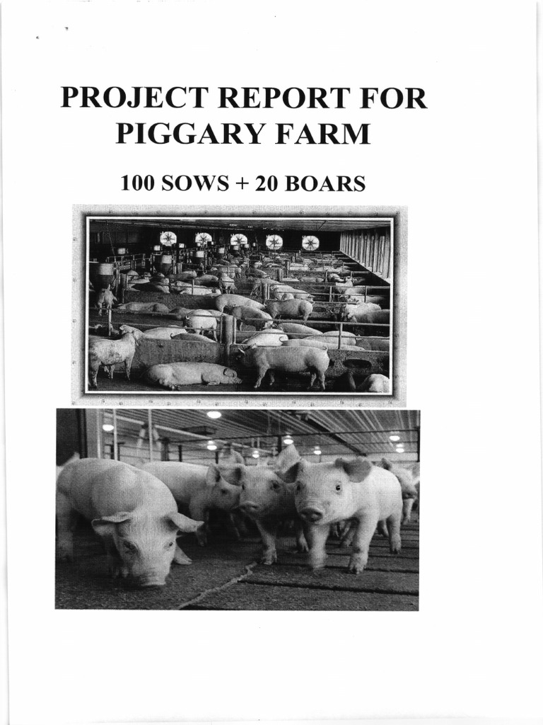 Piggery Project Report for 100 Sows | PDF | Livestock | Pig