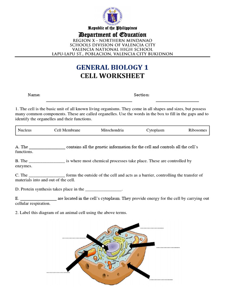 Cell Worksheets | PDF | Cell (Biology) | Organelle