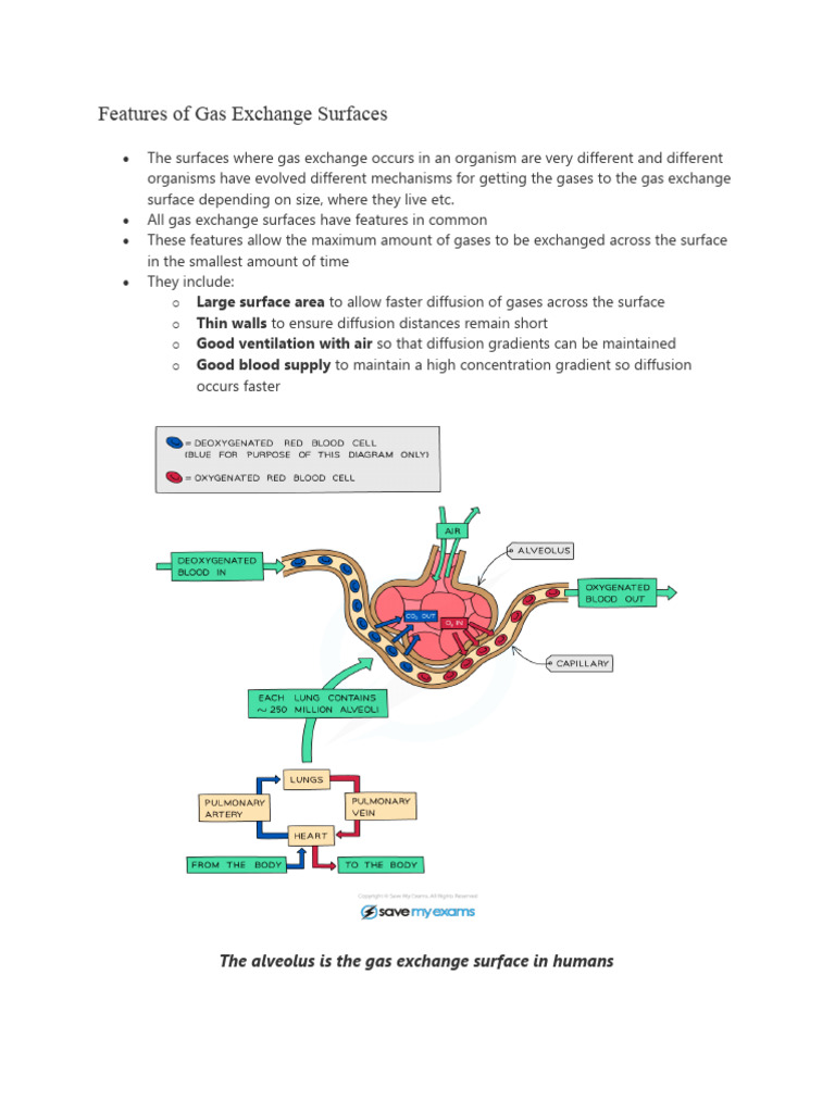 Features of Gas Exchange Surfaces: The Alveolus Is The Gas Exchange ...