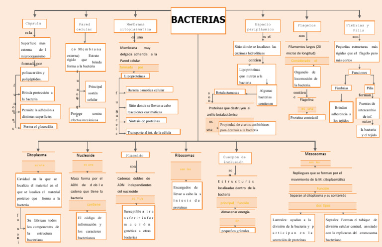 Mapa Conceptual de Las Bacterias 3 | PDF | Las bacterias | Citoplasma