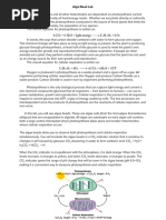 BTB Experiment: Photosynthesis & Respiration | PDF | Photosynthesis ...