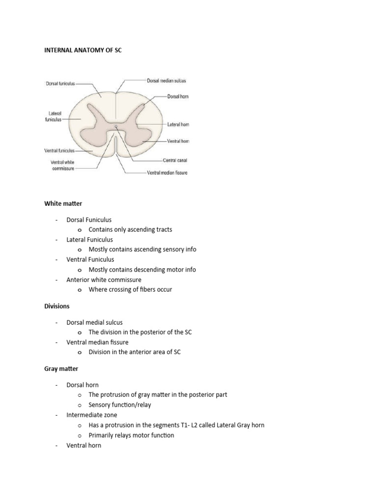 Internal Anatomy of SC | PDF | Urination | Spinal Cord