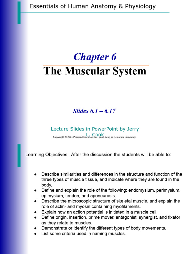 Muscular System | PDF | Skeletal Muscle | Adenosine Triphosphate