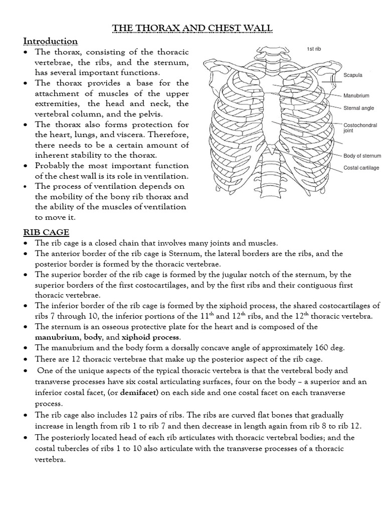The Thorax and Chest Wall | PDF | Thorax | Vertebra