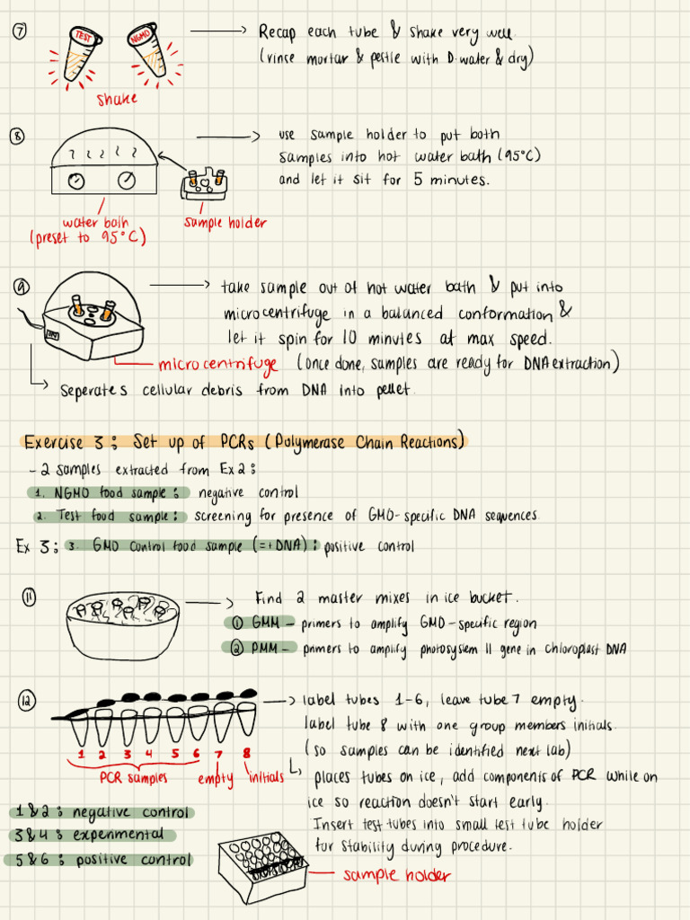 BIOA01 Lab 5 PCR GMO-F2022 | PDF | Polymerase Chain Reaction | Chemistry