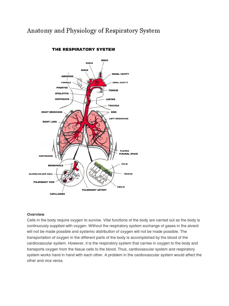Respiratory System - Anatomy and Physiology | PDF | Lung | Respiratory ...