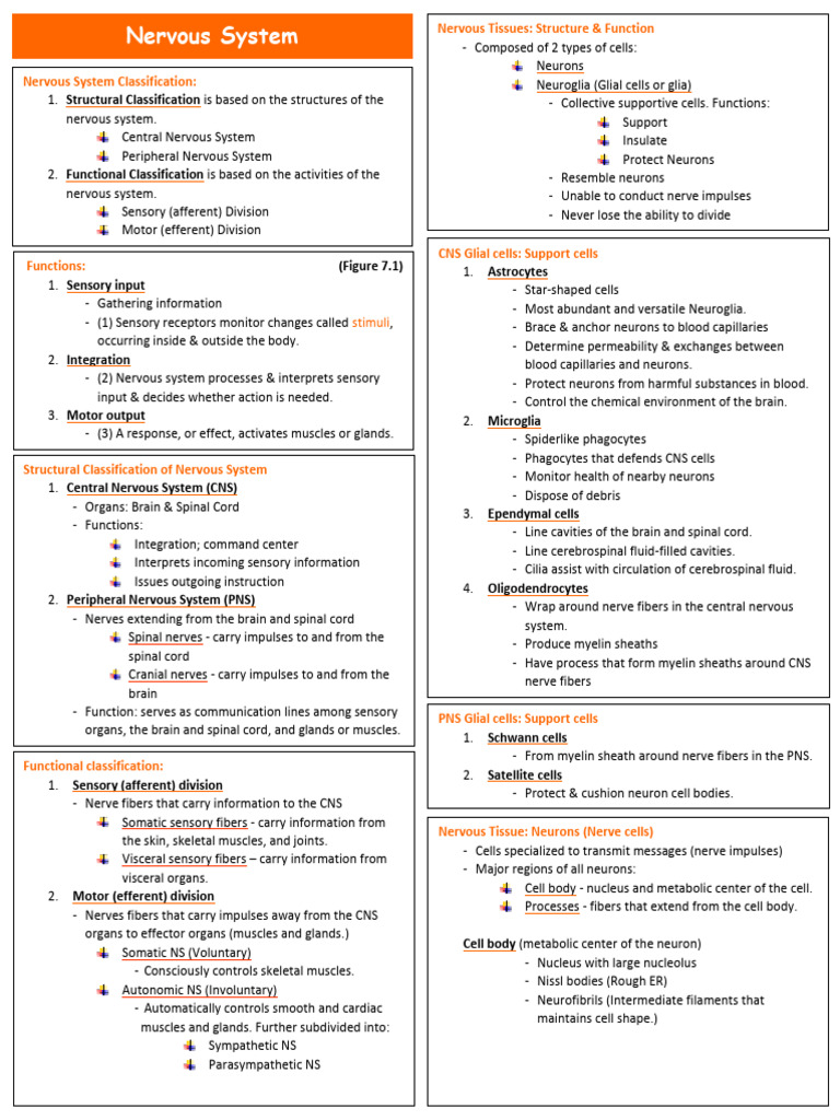 Nervous System | PDF