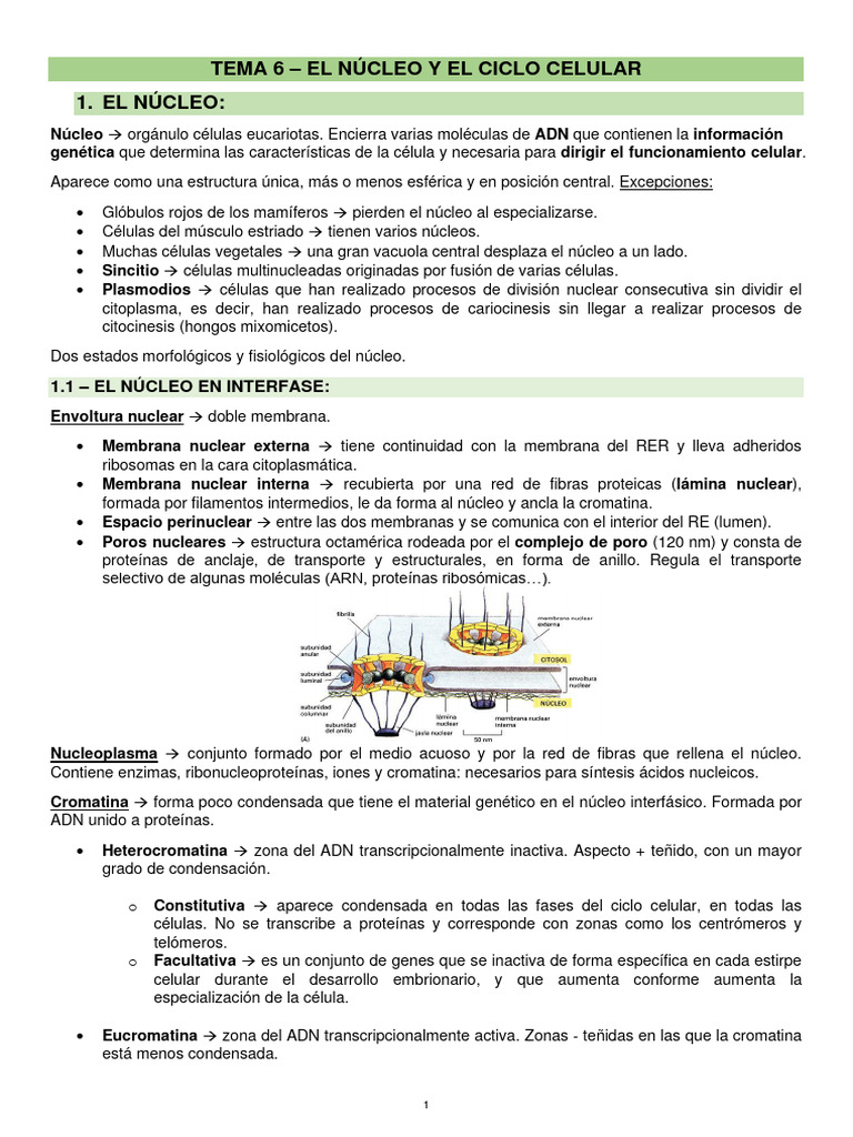 Biología 2ºbach Apuntes Tema 6 - Núcelo y Ciclo Celular | PDF | Mitosis ...
