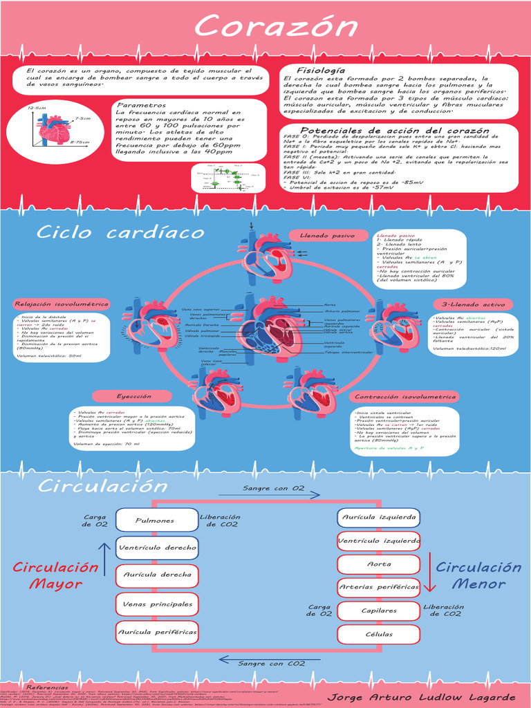 Infografia Corazón | PDF | Ventrículo (corazón) | Vena