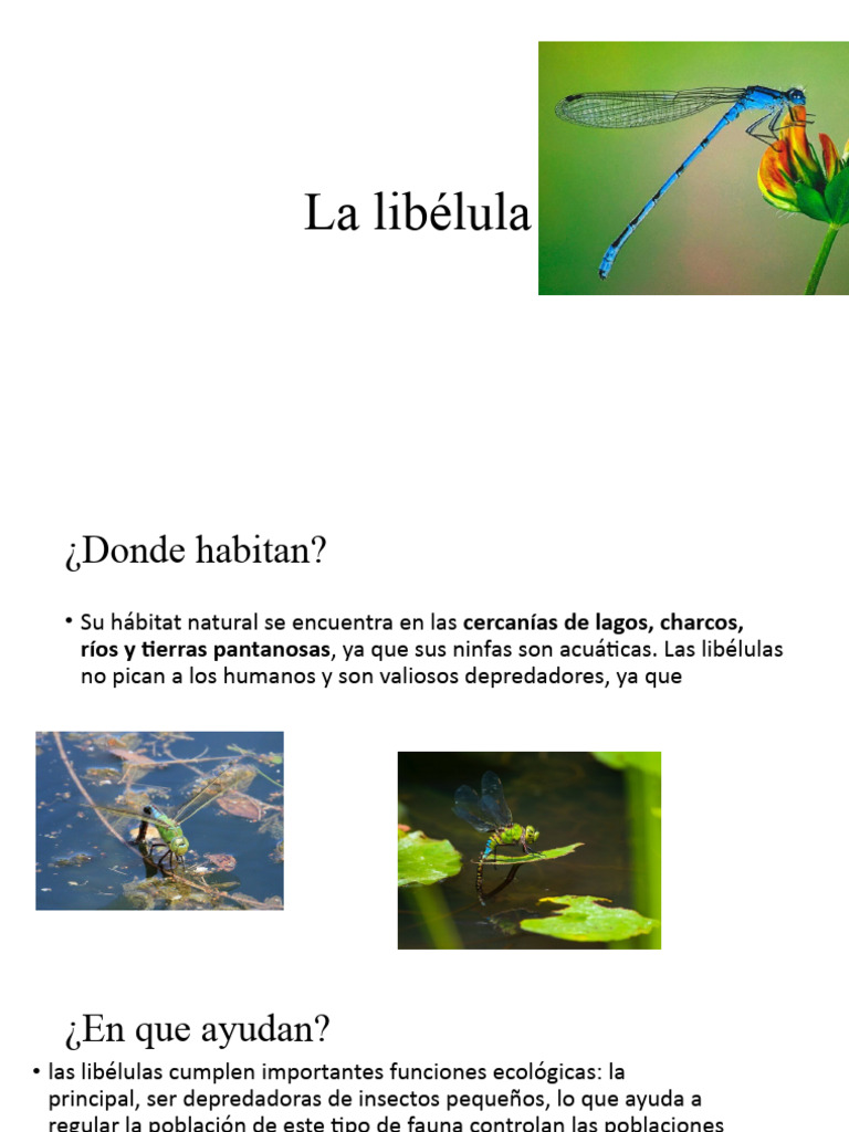Características y hábitat de la libélula | PDF | Ciencia y matemáticas