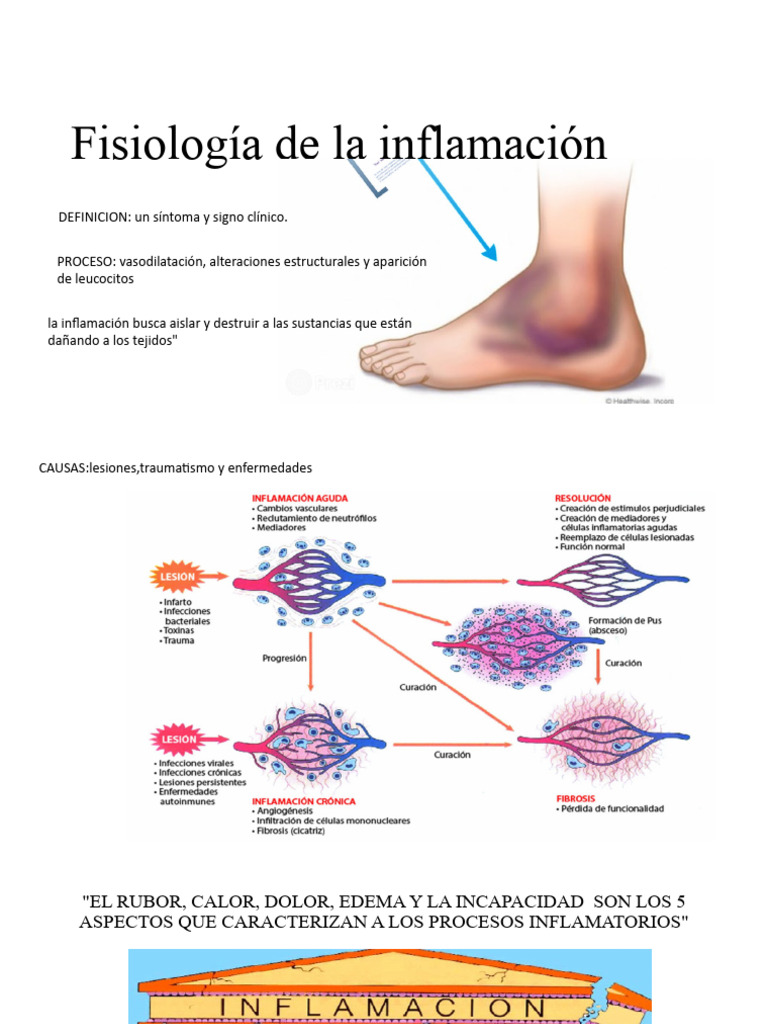 Fisiología de La Inflamación | PDF