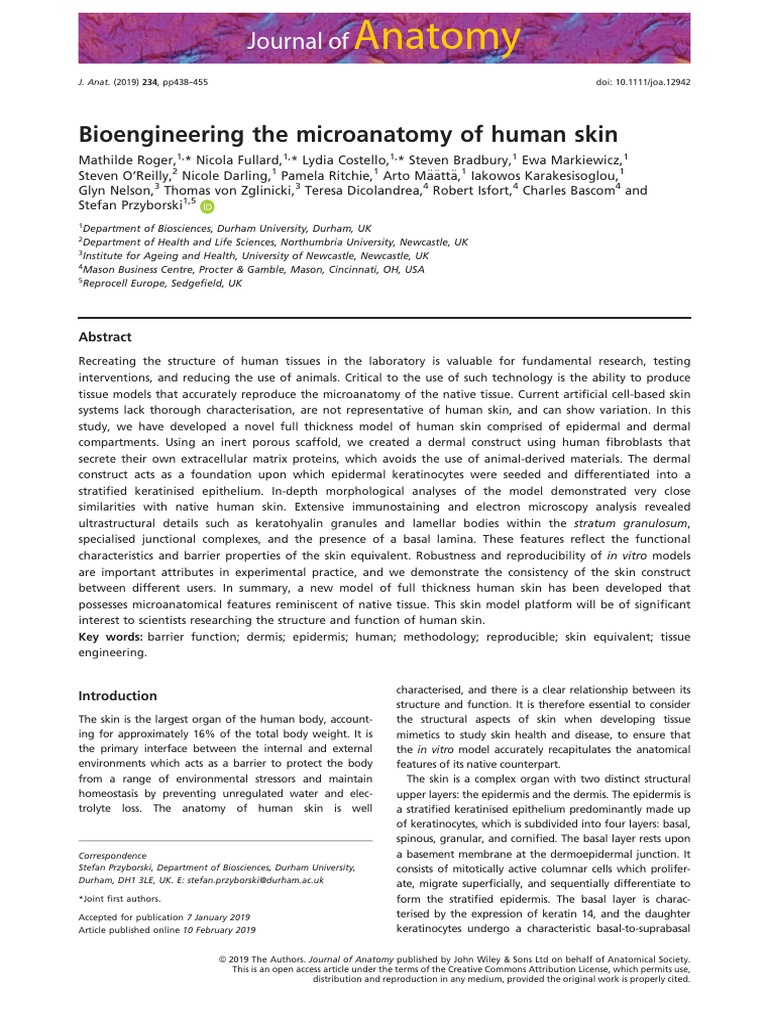 Bioengineering The Microanatomy of Human Skin | PDF