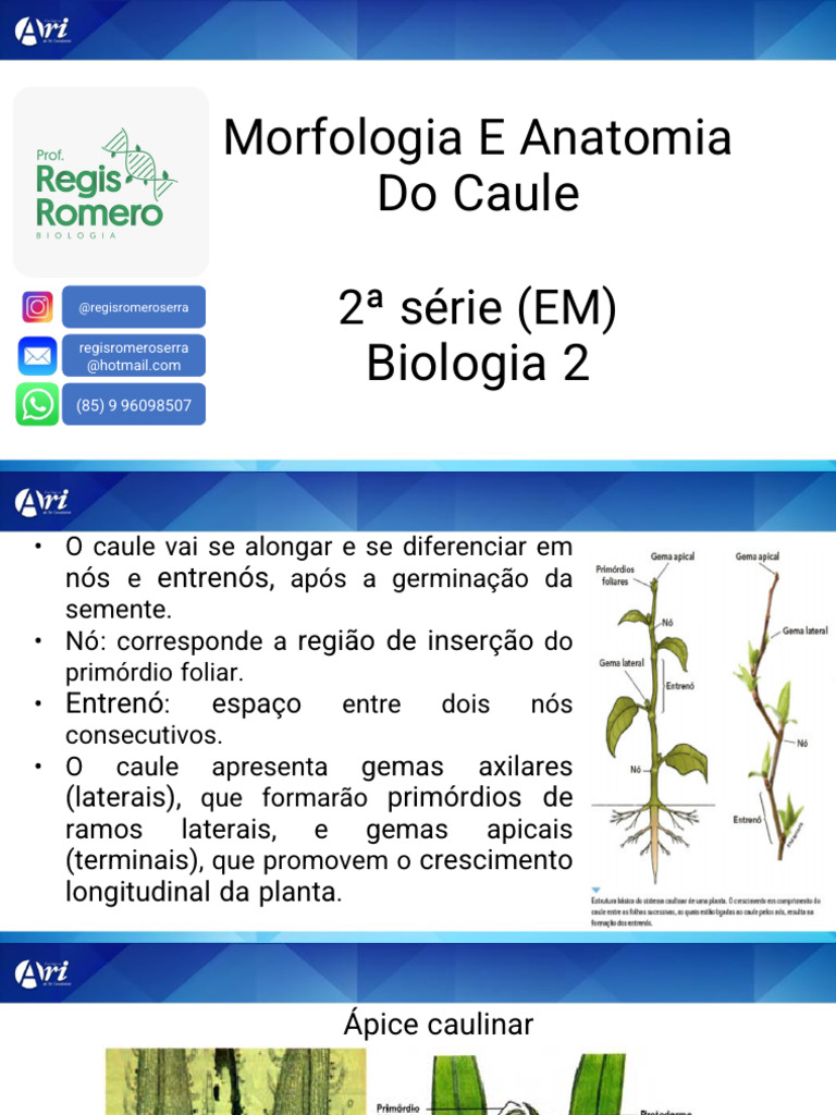 Morfologia e Anatomia Do Caule | PDF