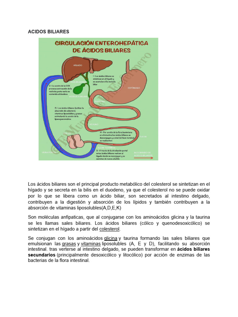 Acidos Biliares | PDF