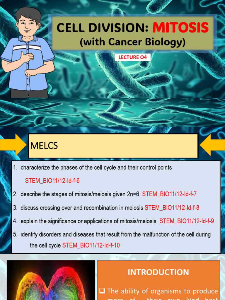 Lecture 4 Cell Division Mitosis and Cancer | PDF | Chromosome | Mitosis