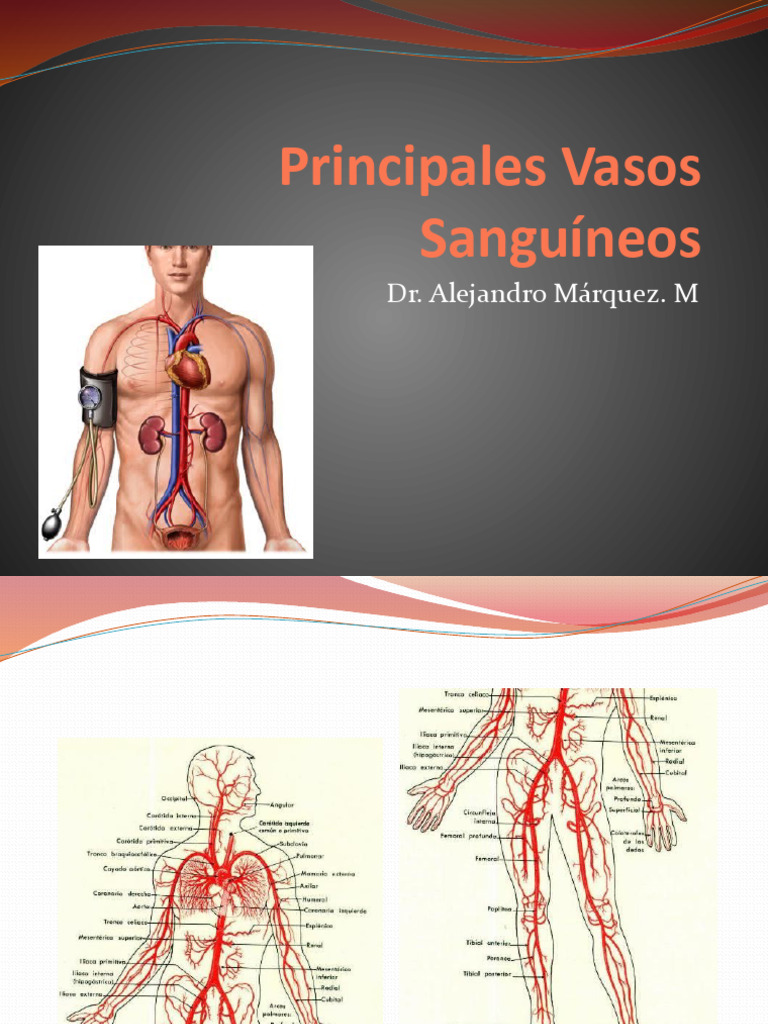 Principales Vasos Sanguineos | PDF