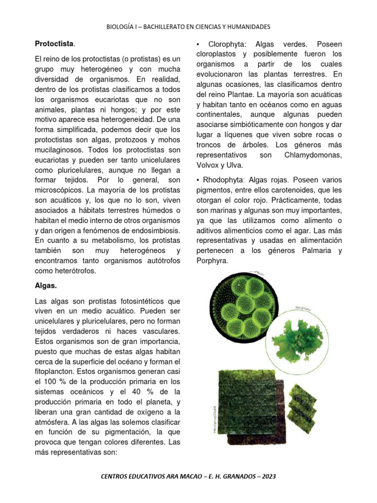 Protoctista & Fungi | PDF | Hongo | Algas