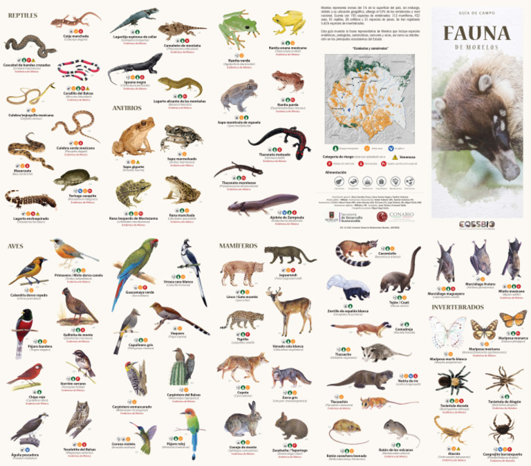 Guia Campo Fauna Morelos | PDF