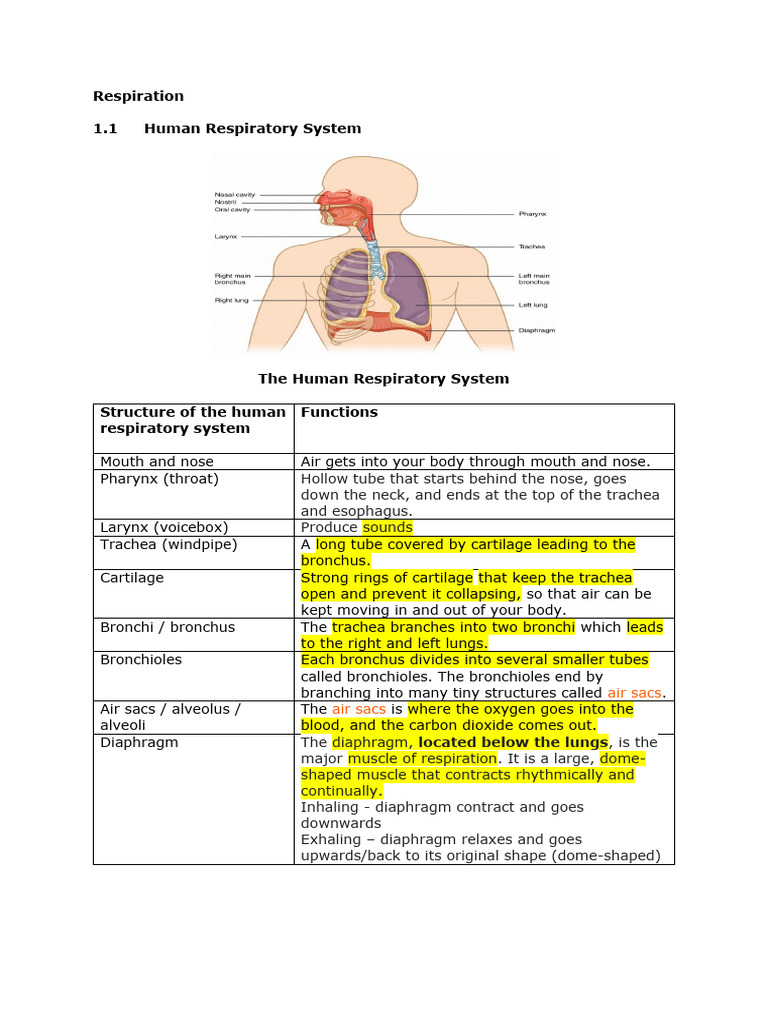 Chapter 1-Respiration (year 8) (1) | PDF | Lung | Respiratory Tract