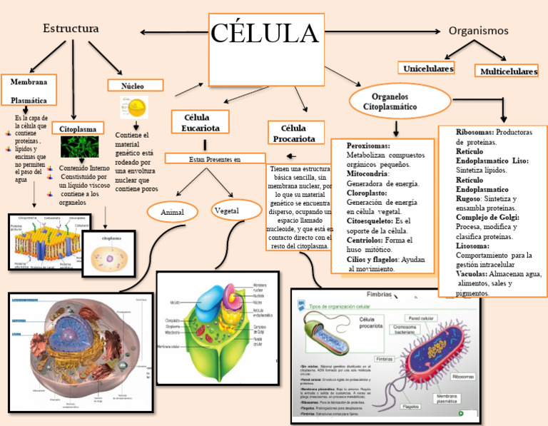 Mapa Conceptual de La Celula 6 | PDF