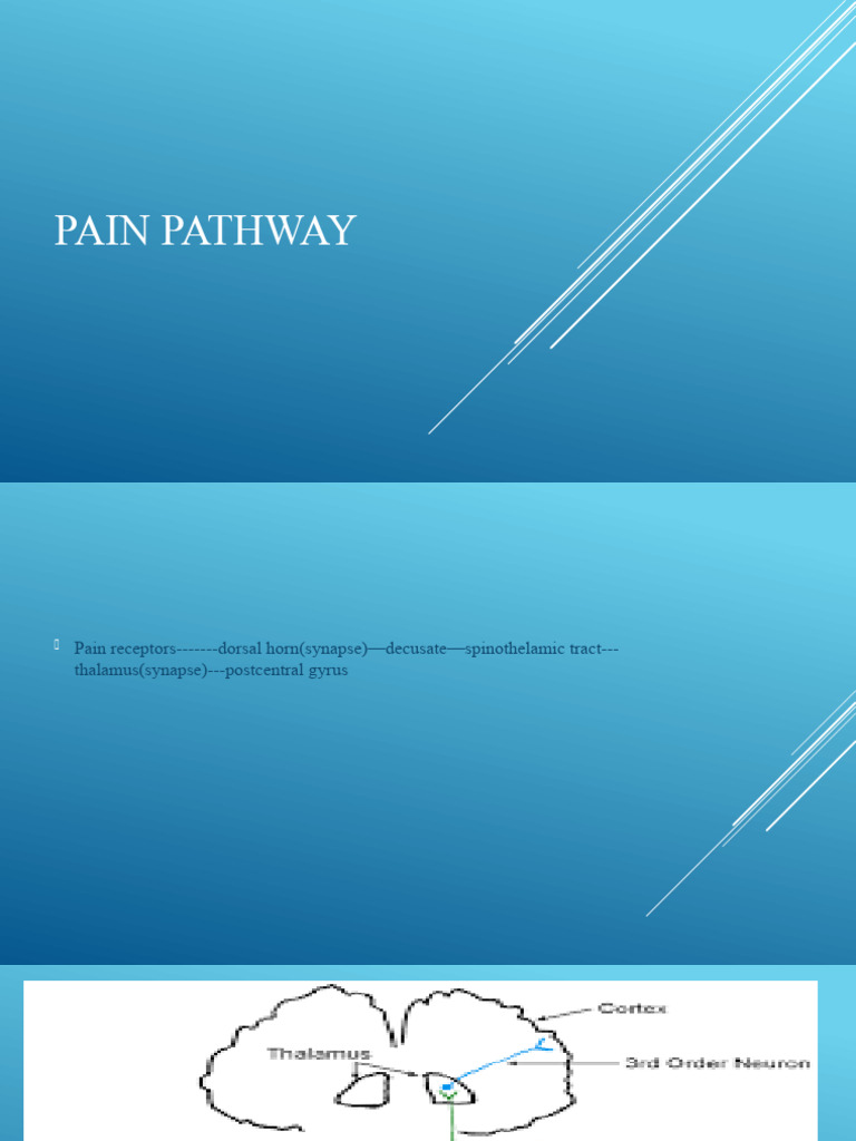 Pain Pathway | PDF