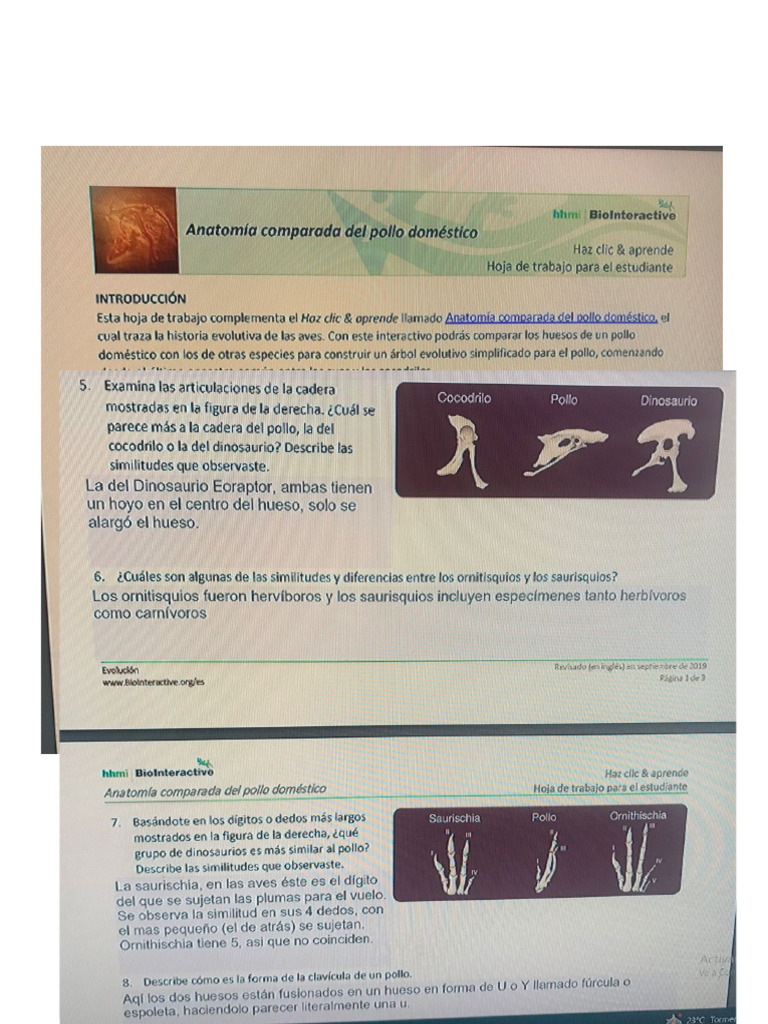 Anatomía Del Pollo Doméstico. | PDF