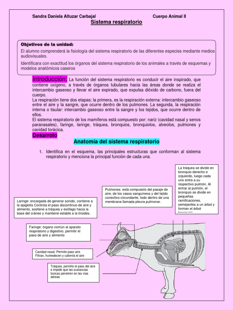 Practica 4 Resp | PDF