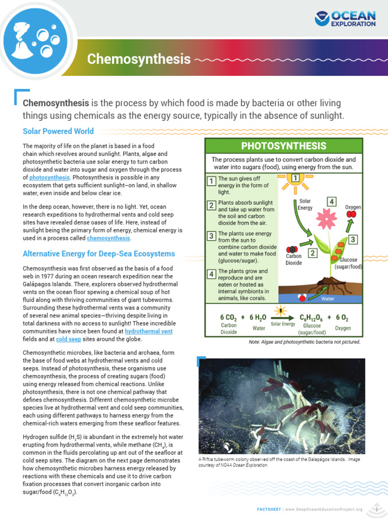 Chemosynthesis Fact Sheet | PDF