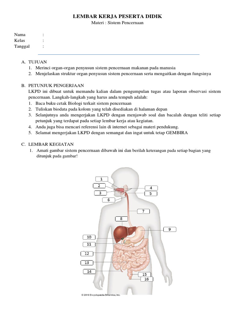 LKPD Sistem Pencernaan | PDF