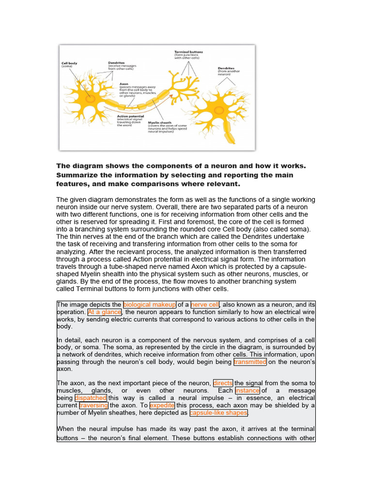 Neuron Writing Ielts Task 1 | PDF | Neuron | Axon