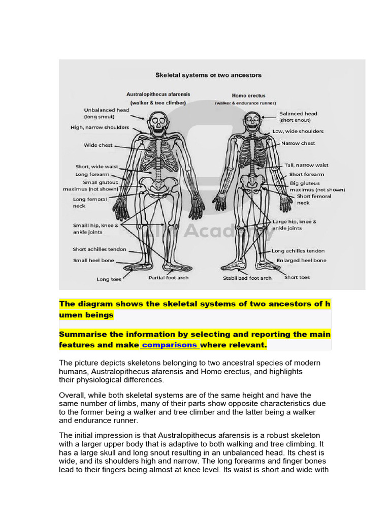 Skeletal Systems of Human Ancestors | PDF
