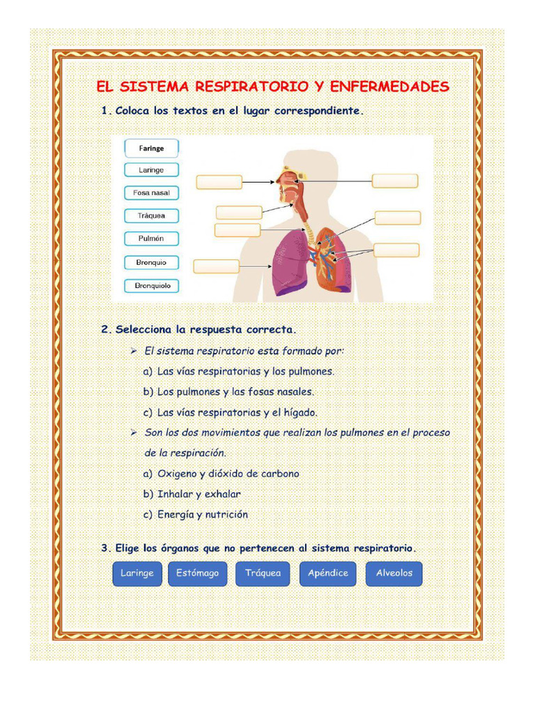 Respuestas De La Hoja De Trabajo Sobre El Sistema Respiratorio