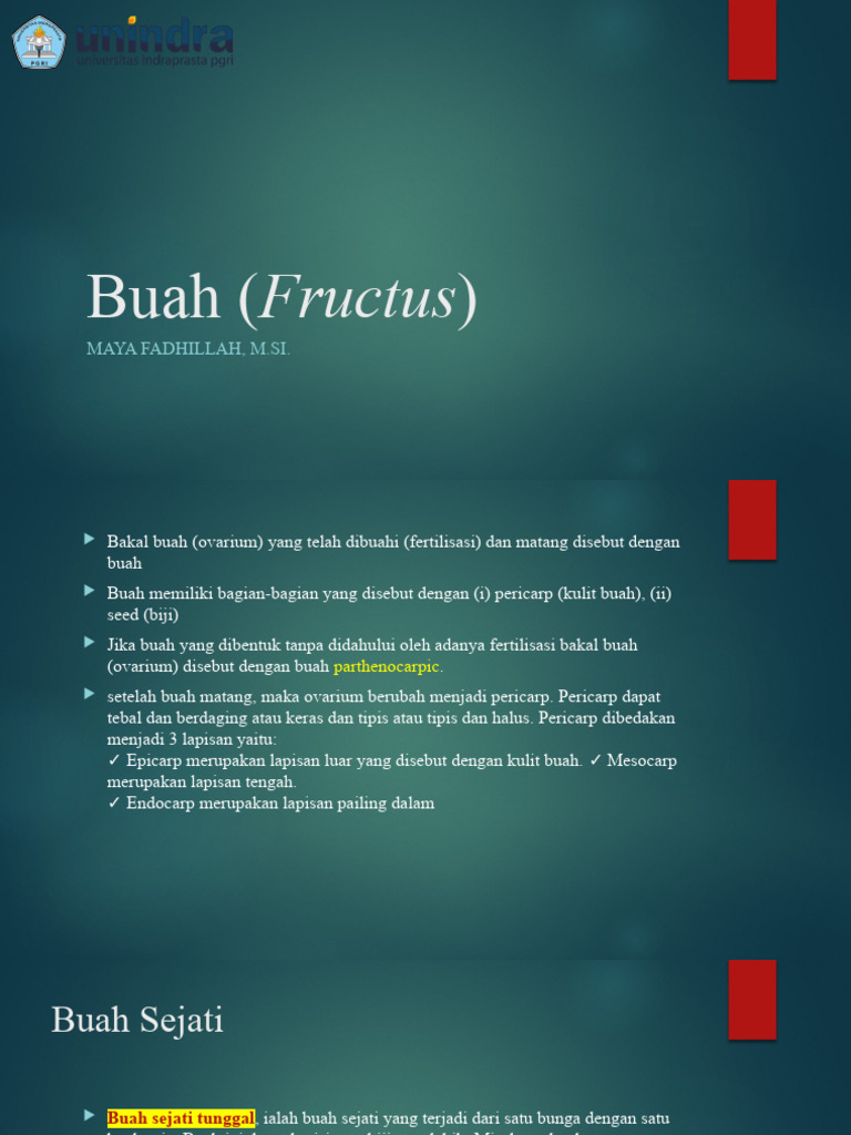 Buah (Fructus) | PDF | Sains & Matematika