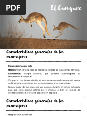 Anatomia Del Marsupio Del Canguro EN VIVO | 15/12/24 FM103.1 AM880