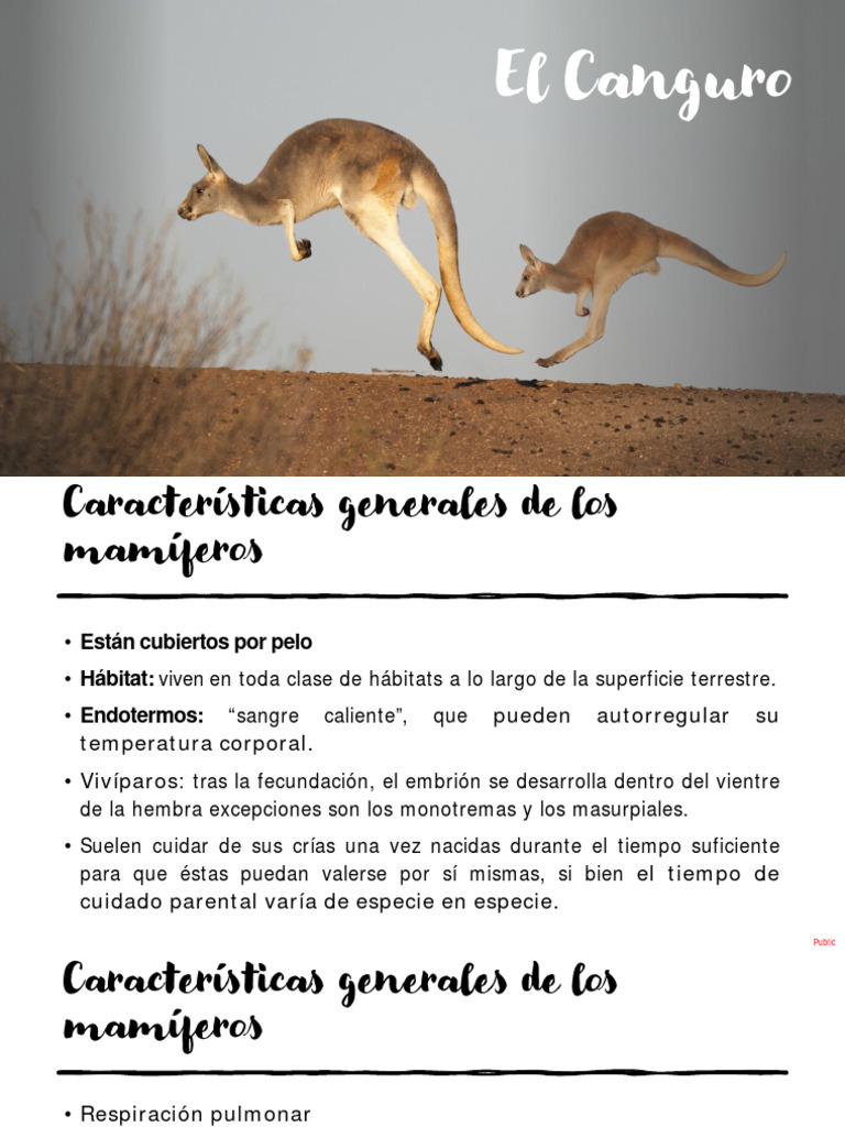 El Canguro | PDF