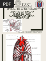 Irrigación de Los Dientes y Cavidad Bucal | PDF | Lengua | Anatomía humana