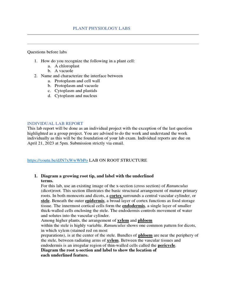Plant Physiology Lab Report X Pdf Plant Stem Leaf