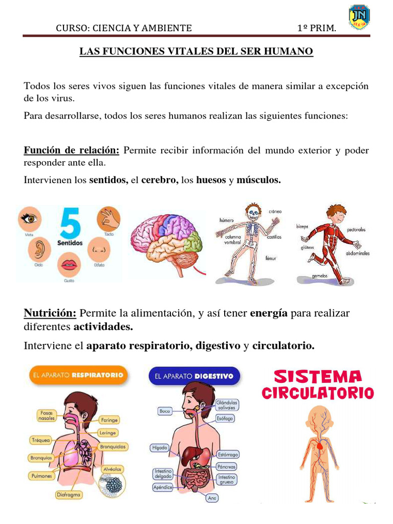 Las Funciones Vitales Del Ser Humano Tema 2 1er Grado | PDF