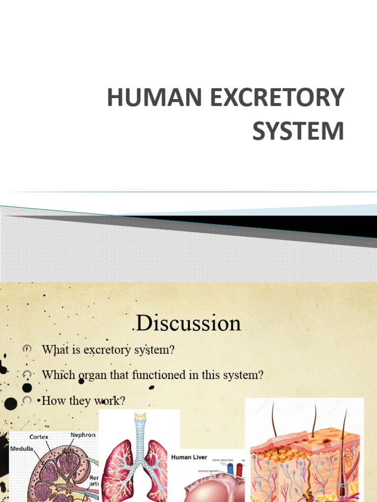 Human Extretory System | PDF
