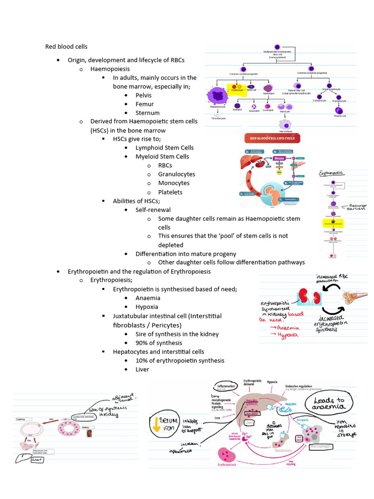 Red Blood Cells | PDF | Haematopoiesis | Hematopoietic Stem Cell