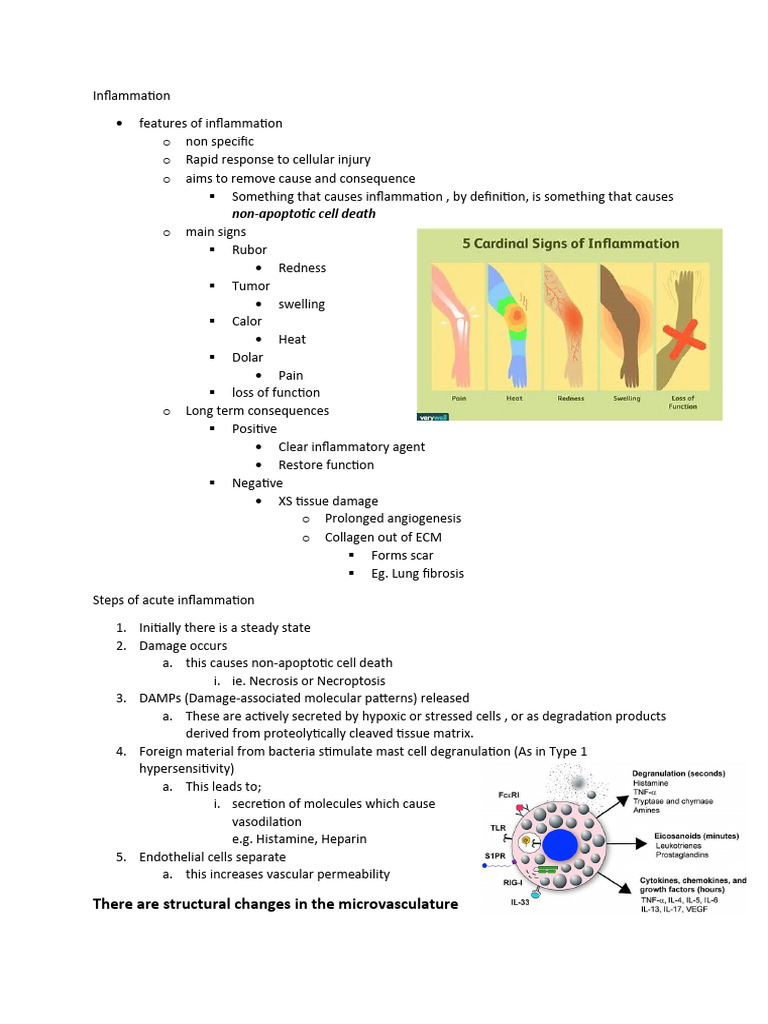 Inflammation | PDF | Inflammation | Macrophage
