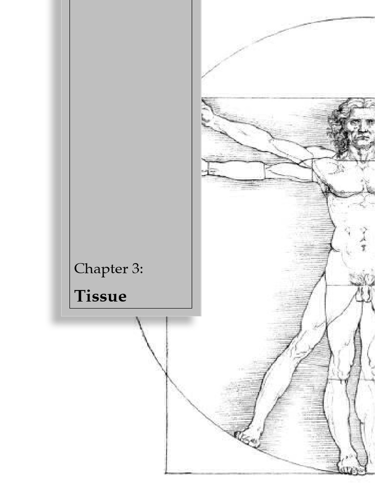 Worksheet 3 RAD101 | PDF | Epithelium | Tissue (Biology)