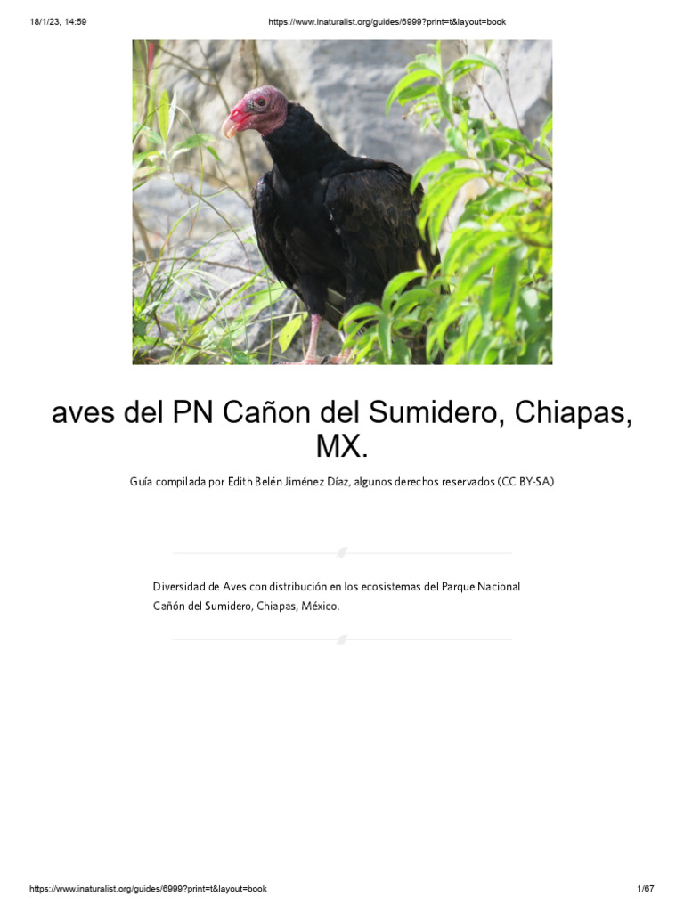 Aves de Cañon Del Sumidero | PDF | Aves de américa del norte | Aves holarctic