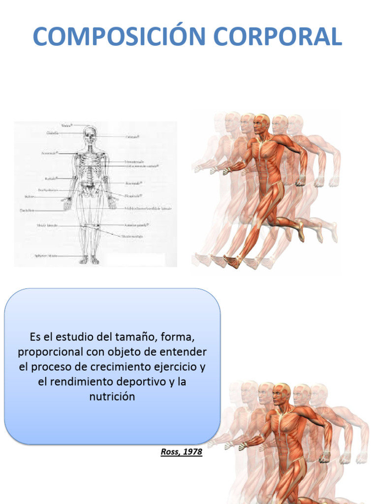 Composicion Corporal Basica | PDF