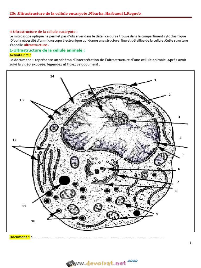 Cours - SVT - Ultrastructure de La Cellule Eucaryote - 2eme Sciences ...