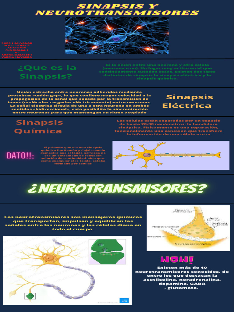 Sinapsis química y neurotransmisores | PDF